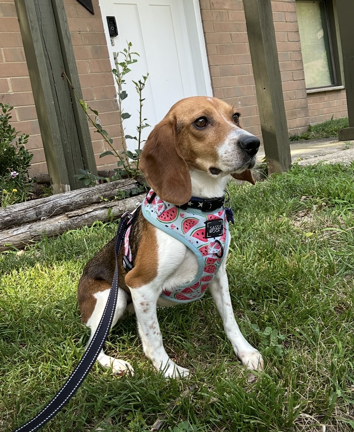 Beagle Rescue Of Southern Maryland