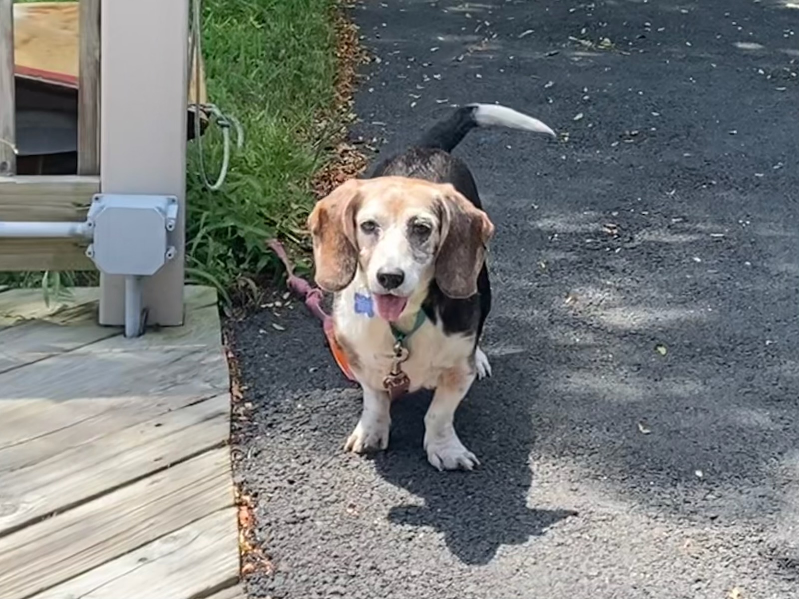 Beagle Rescue Of Southern Maryland