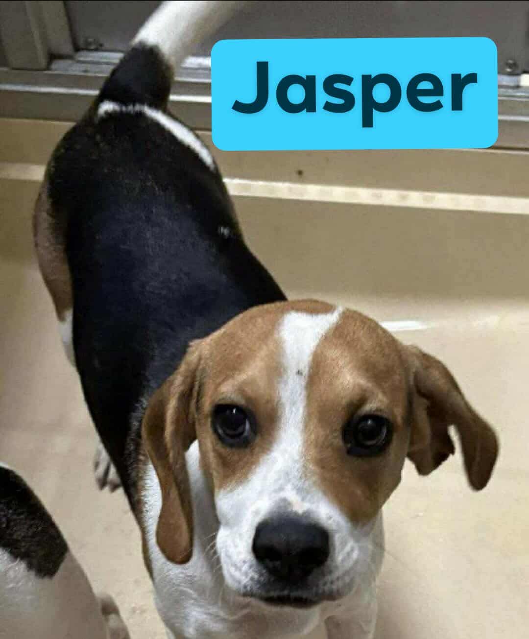 Jasper, 1 - Beagle Rescue of Southern Maryland
